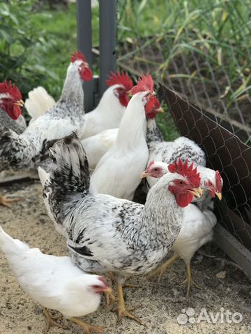 Продаю петухов