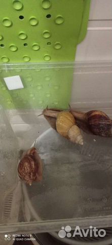 Улитки ахатины