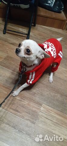 Сука чихуа продажа