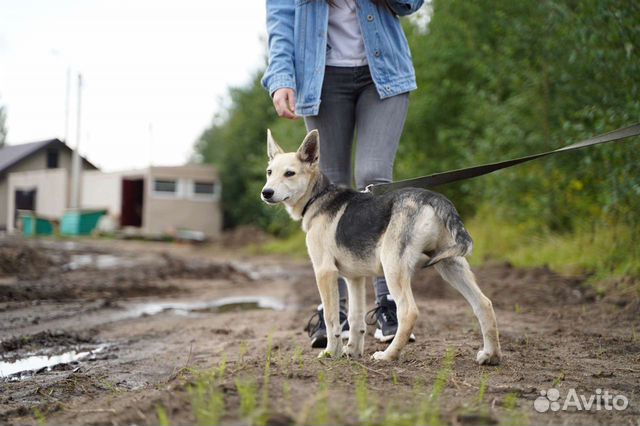 Щеночек в дар