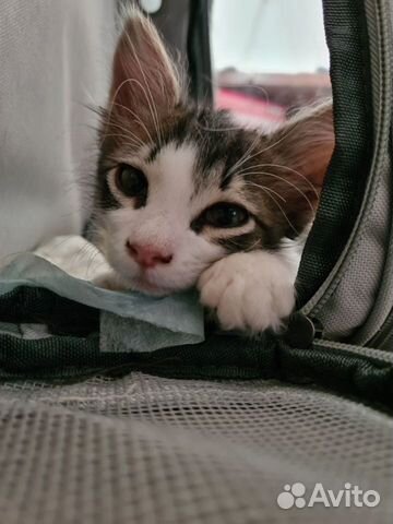 Котенок Лёвушка в добрые руки