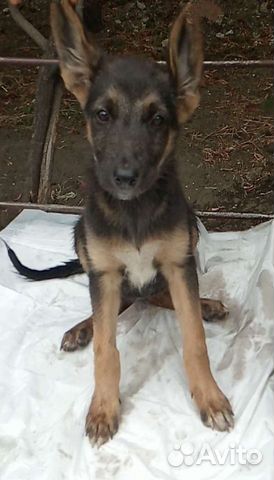 Метис в добрые руки