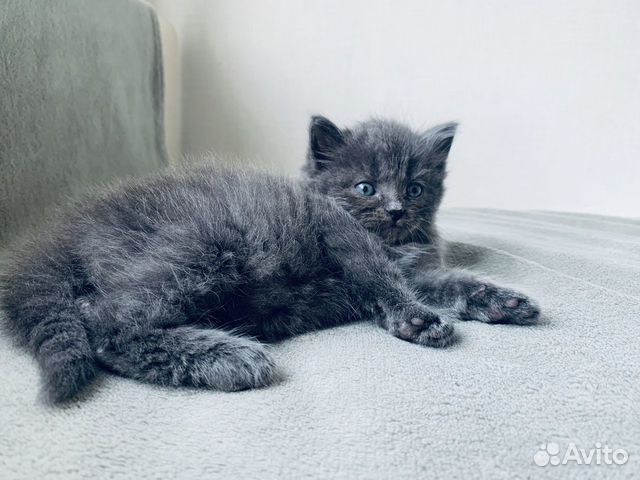 Дымчатый котенок