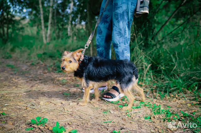 Нежная собачка Ирис. Метис терьера в добрые руки