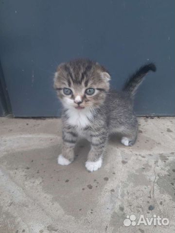 Вислоухая кошка бесплатно