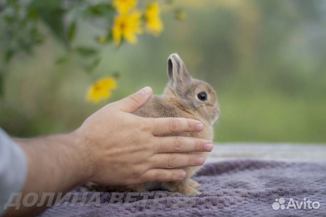 Мальчик минор кролик 7 мес 1 кг