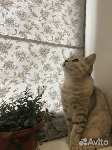 Кошка ищет кота