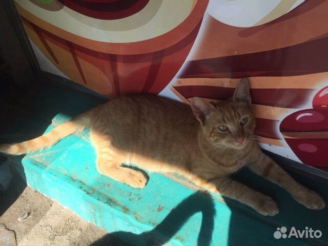 Рыжий апельсин в самые добрые руки