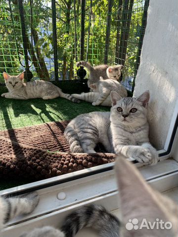 Британские котята окрас вискас ns24