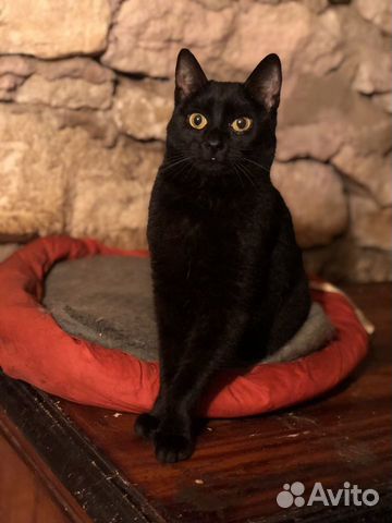 Очень ласковый котик Уголек в добрые руки