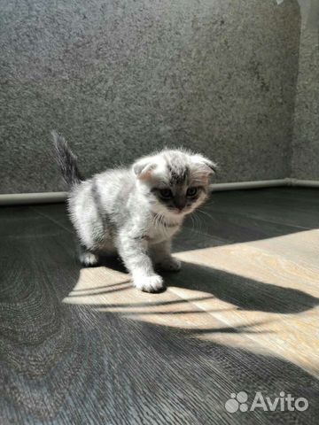 Шотландский вислоухий котик