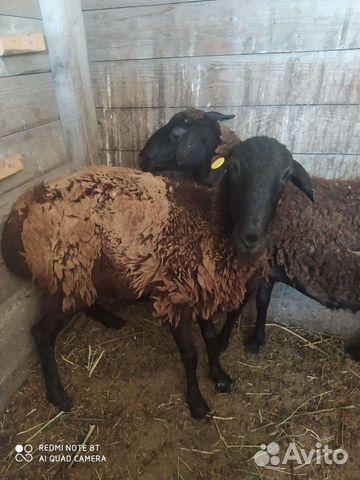 Курдючные бараны овцы