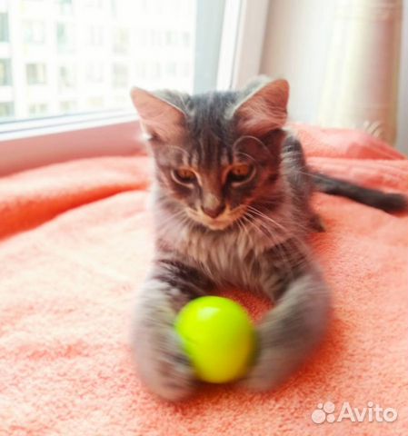 Маленький котенок Тиша