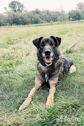 Дружелюбный хвостик в любящую семью