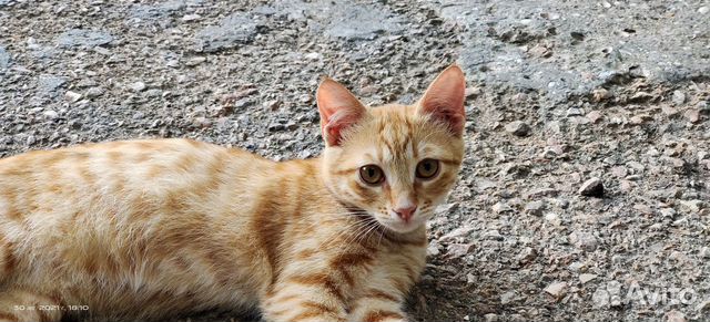 Рыжий котенок 4 мес. Камыши