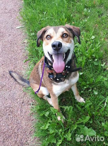 Добрейший,молодой,воспитанный Фоксик ищет дом