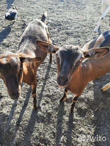 Козы чехи,камолые