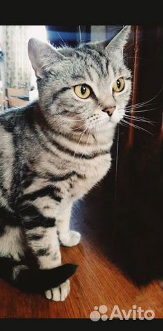 Британская кошечка