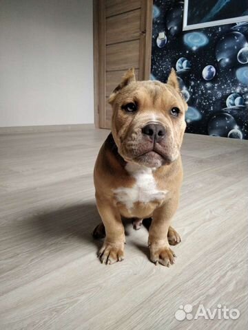 Американский булли