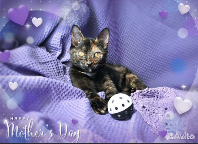 Которебенок в дар