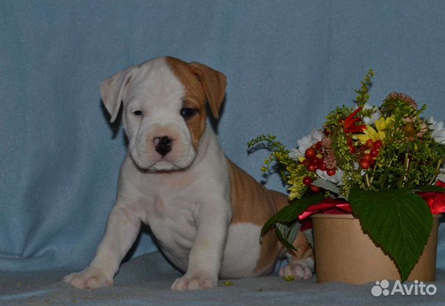 Шикарный стаффик