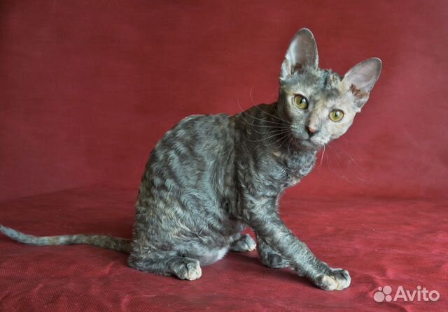 Короткая шерсть,редкий окрасс