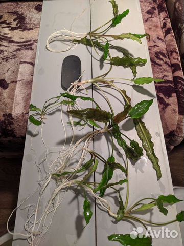 Криптокорина вендта