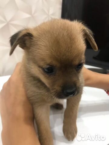 Щенки керн терьер