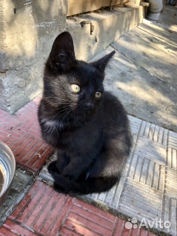 Котёнок Чёрный и чёрно-белый 3мес. в добрые руки