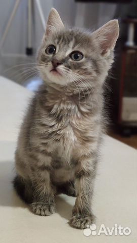 Котенок 2 месяца
