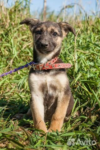 Щенок Дейзи