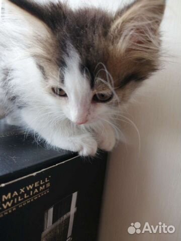 Котенок в добрые руки