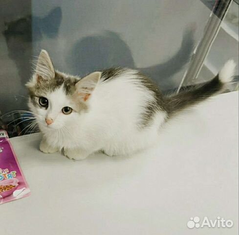 Котик с белой кисточкой на хвосте (метис, турецкий