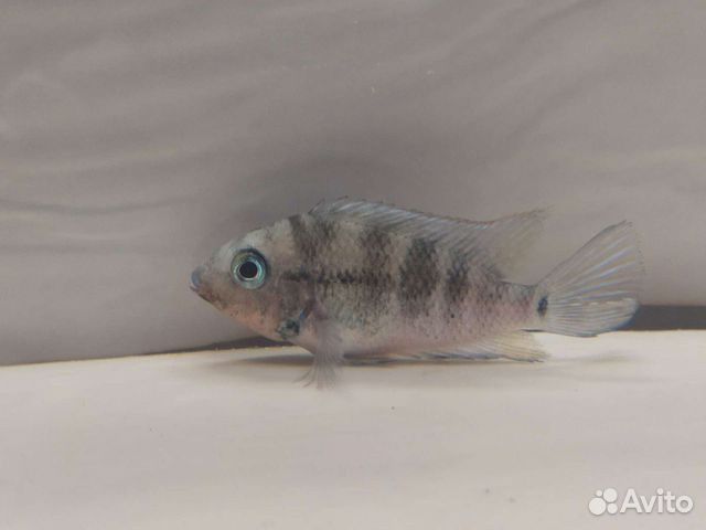 Рыбки Цихлозома меека