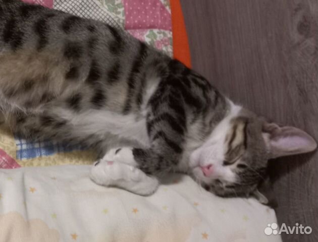 Потерялся котик