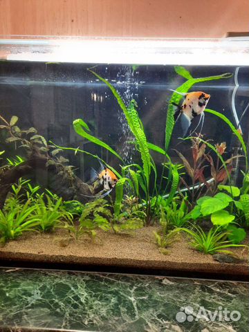 Аквариумные рыбки