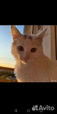 Кошки в добрые руки бесплатно