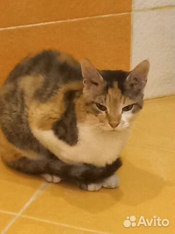 Кошка браш 1 год