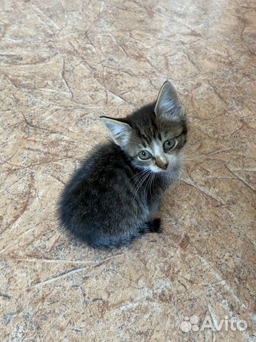 Котёнок, 1.5 мес, девочка Стеша
