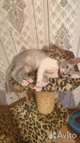 Донской сфинкс котята