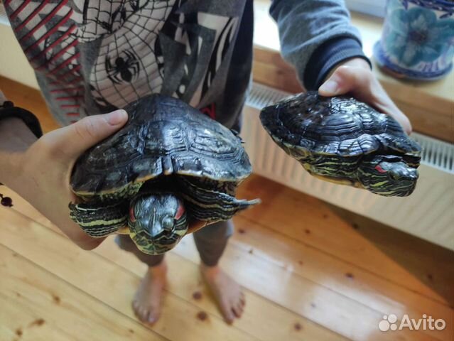 Красноухие черепахи с террариумом