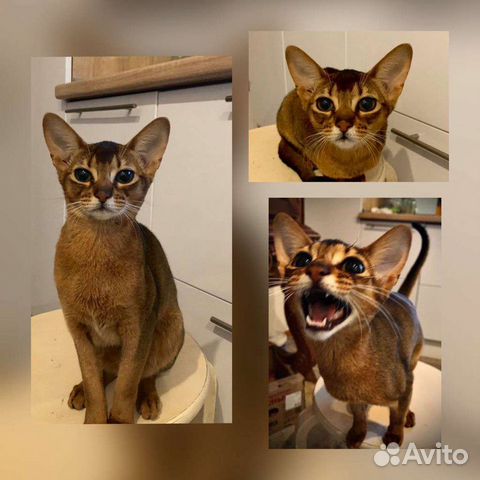 Абиссинская кошка