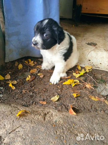 Русский спаниель помесь