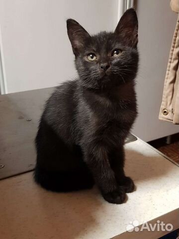 Черный котенок мальчик 2мес в добрые руки