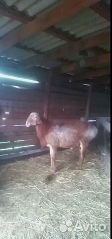 Племенной баран