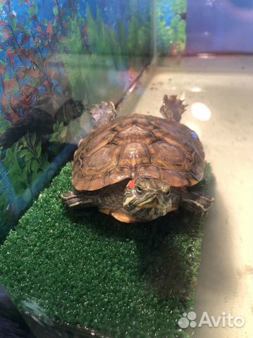 Черепаха