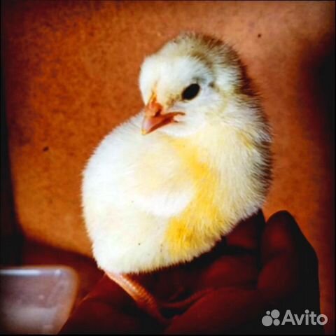 Цыплята суточные