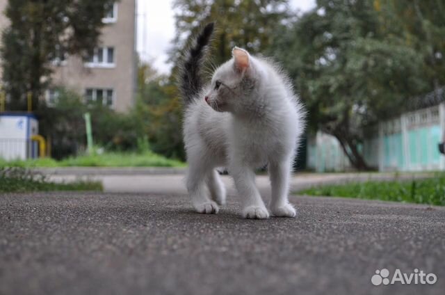 Отдам котенка в добрые руки