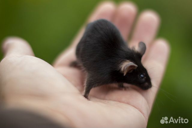 Черная мышка декоративная