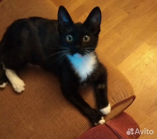 Котенок Люся
